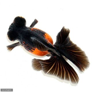 5分でわかる！金魚の尾ビレの魅力＜金魚の教室6限目＞ | AQUALASSIC