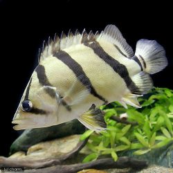 ダトニオ・プラスワン | AQUALASSIC