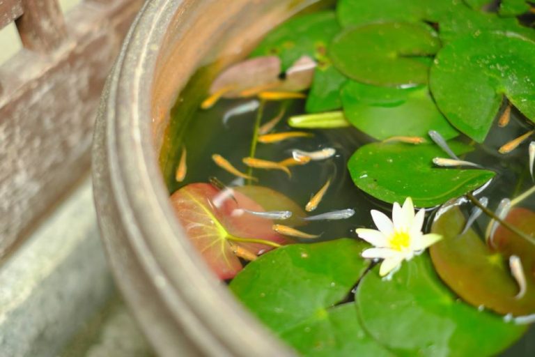 5分でわかる！メダカ飼育初心者失敗あるある（後編）＜メダカの教室14限目＞ | AQUALASSIC