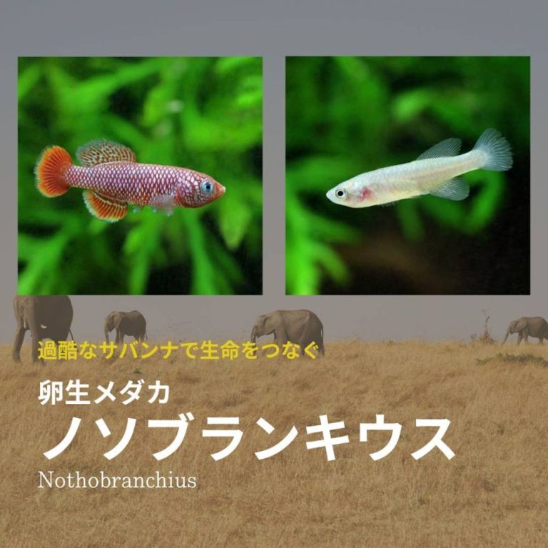 干上がるサバンナで命をつなぐ卵生メダカ・ノソブランキウス | AQUALASSIC