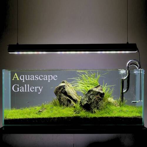 AQUALASSIC（アクアラシック） | ページ 8