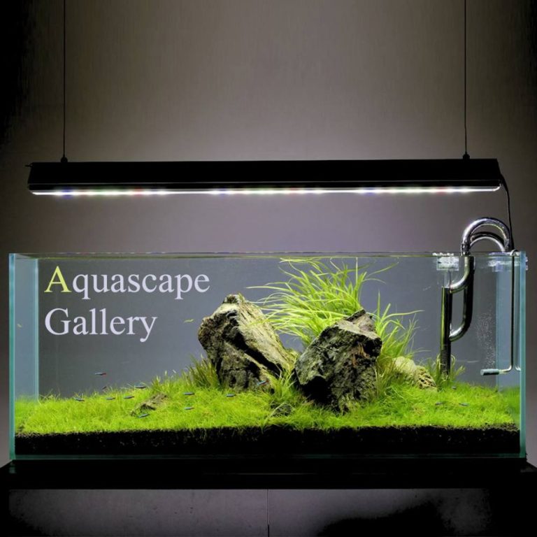 AQUALASSIC（アクアラシック） | ページ 12