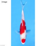 錦鯉の世界 | AQUALASSIC