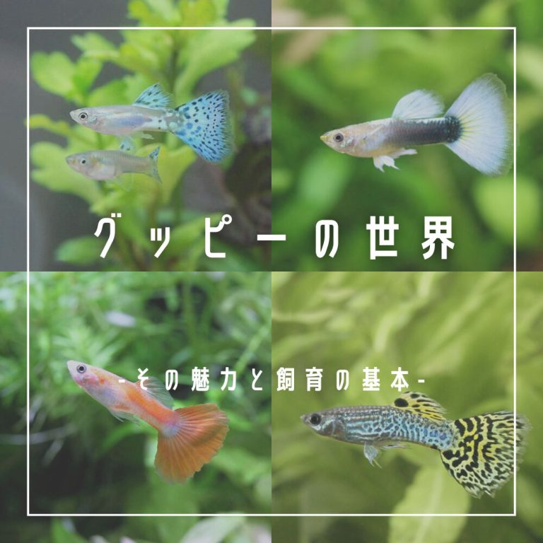 グッピーの世界 | AQUALASSIC