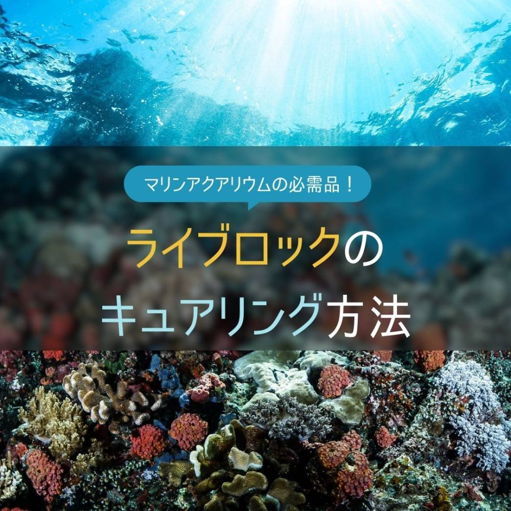 AQUALASSIC（アクアラシック） | ページ 12