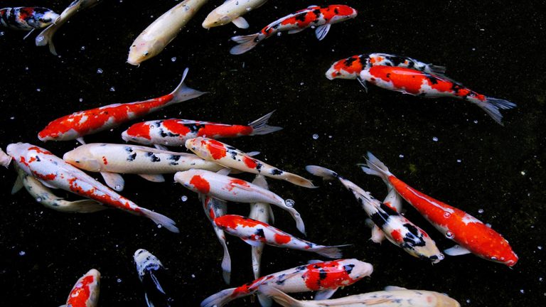 錦鯉の世界 | AQUALASSIC