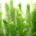 水質浄化の神 マツモ | AQUALASSIC