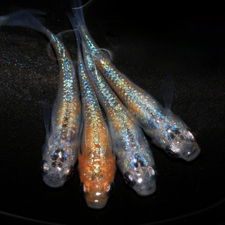 ネプチューンメダカ | AQUALASSIC