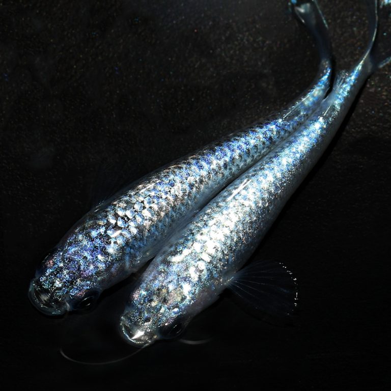 ネプチューンメダカ | AQUALASSIC