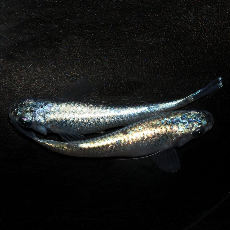 ネプチューンメダカ | AQUALASSIC