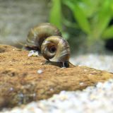 神出鬼没！スネールの対策・駆除方法が知りたい！ | AQUALASSIC