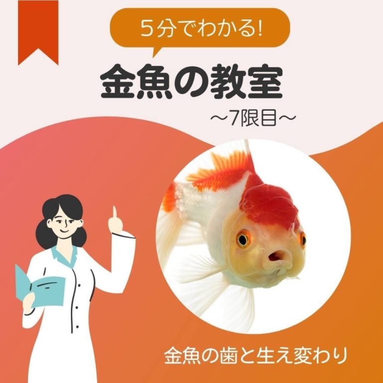 5分でわかる！症状から判別できる金魚の病気＜金魚の教室3限目＞ | AQUALASSIC