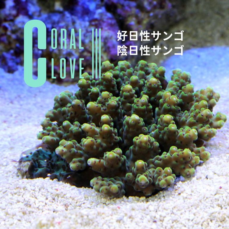 水槽・水中で使えるタイプも！すごい接着剤5選 | AQUALASSIC