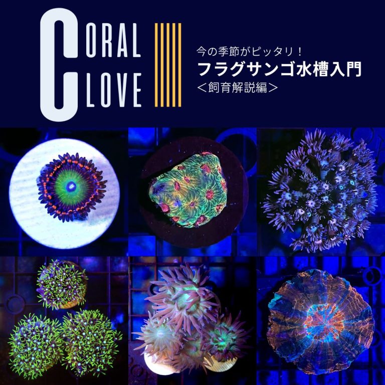 AQUALASSIC（アクアラシック） | ページ 7