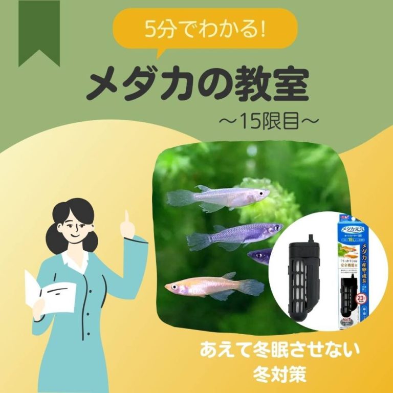 5分でわかる！メダカがふ化しない無精卵の原因と見分け方＜メダカの教室19限目＞ | AQUALASSIC