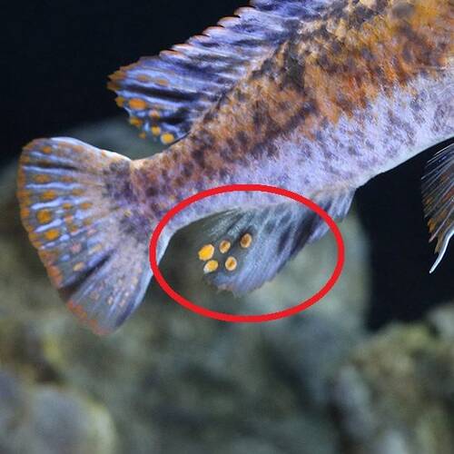 稚魚を口で育てる。アフリカンシクリッドのユニークな子育て | AQUALASSIC