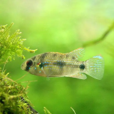 神出鬼没！スネールの対策・駆除方法が知りたい！ | AQUALASSIC