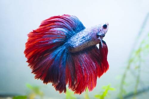 5分でわかる！ベタの飼い方の基本とNG＜ベタの教室1限目＞ | AQUALASSIC