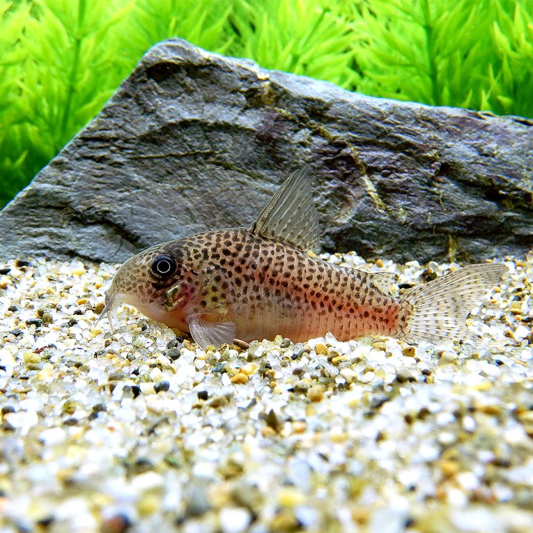 コリから目線でモノを言う vol.20 2023年新入荷コリドラス総集編 | AQUALASSIC