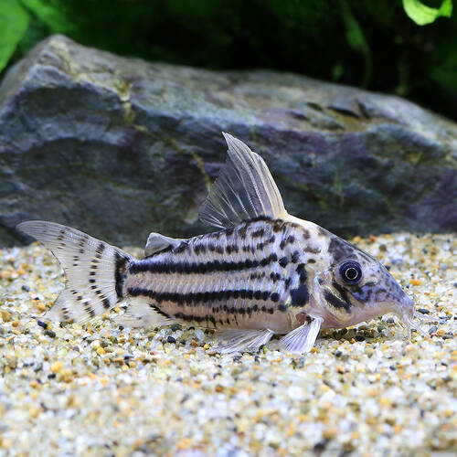 コリから目線でモノを言う vol.20 2023年新入荷コリドラス総集編 | AQUALASSIC