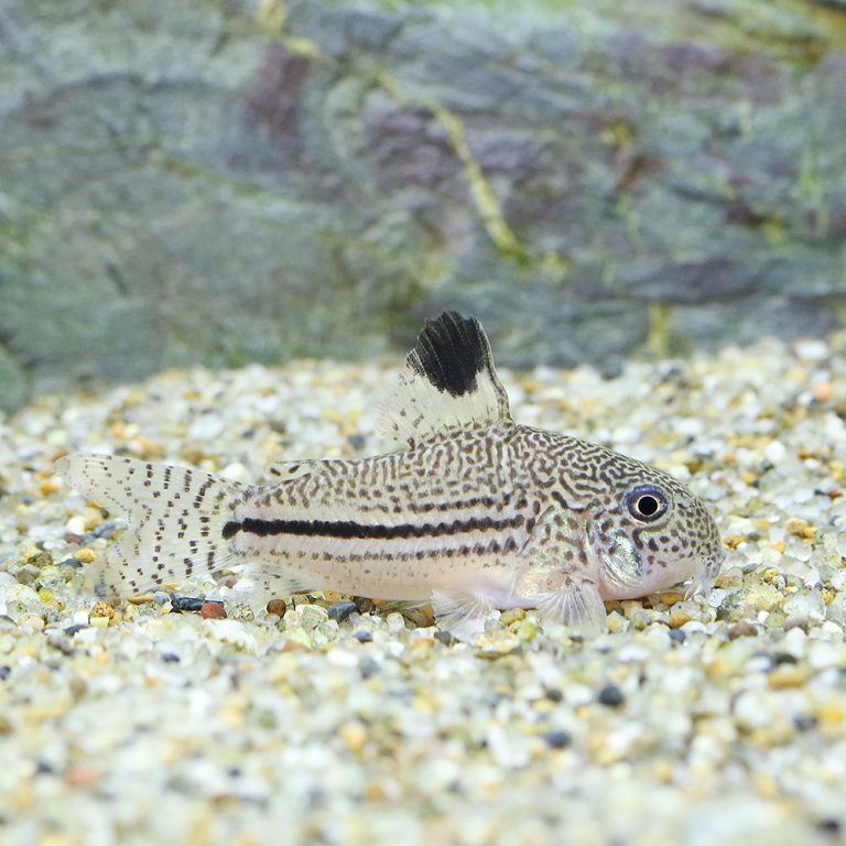 コリから目線でモノを言う vol.20 2023年新入荷コリドラス総集編 | AQUALASSIC