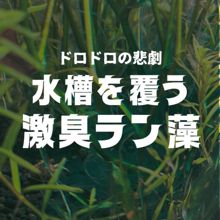 臭い！水槽を覆うドロドロ藍藻の除去と対策 | AQUALASSIC