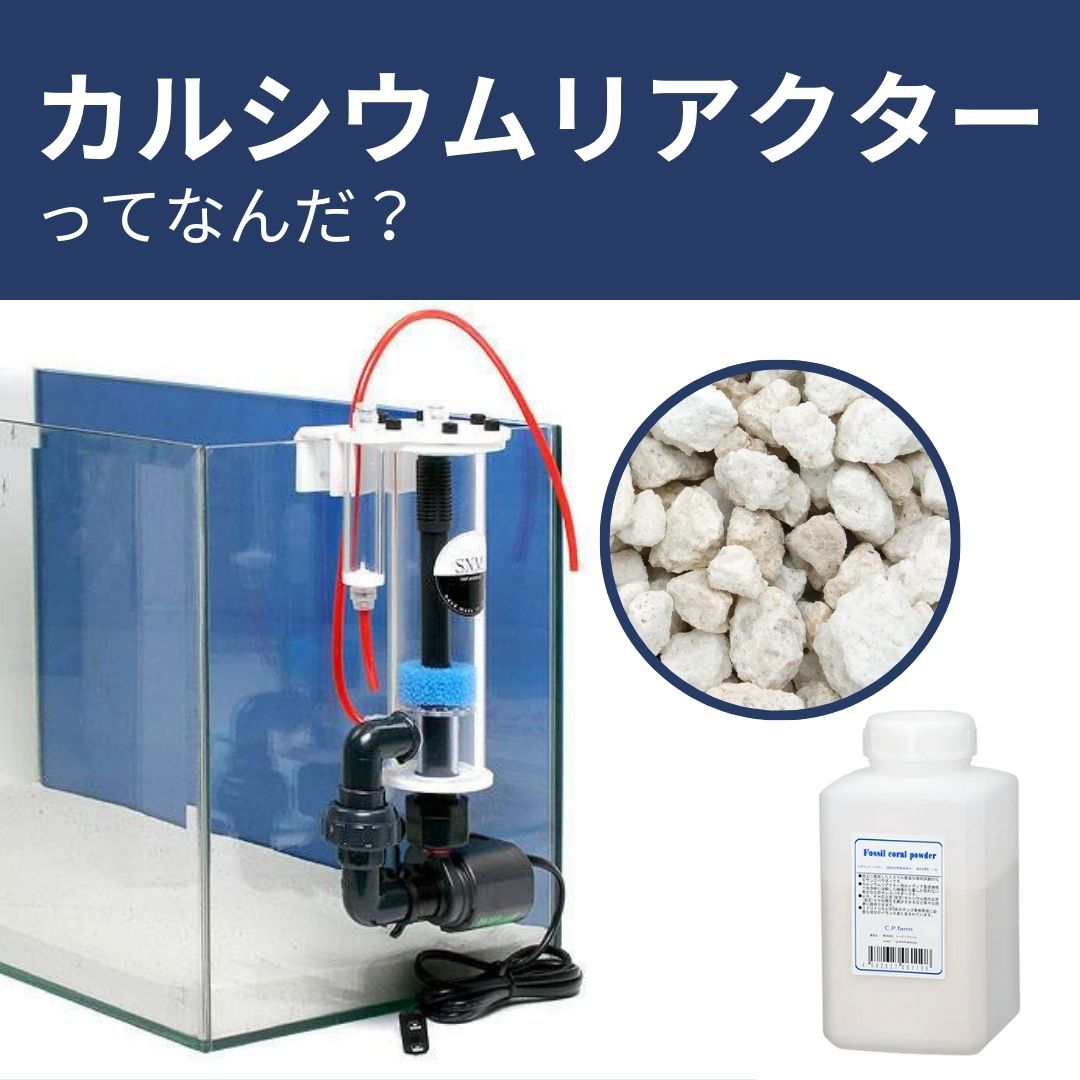 5分でわかる！グッピー水槽におすすめの水草＜グッピーの教室3限目＞ | AQUALASSIC