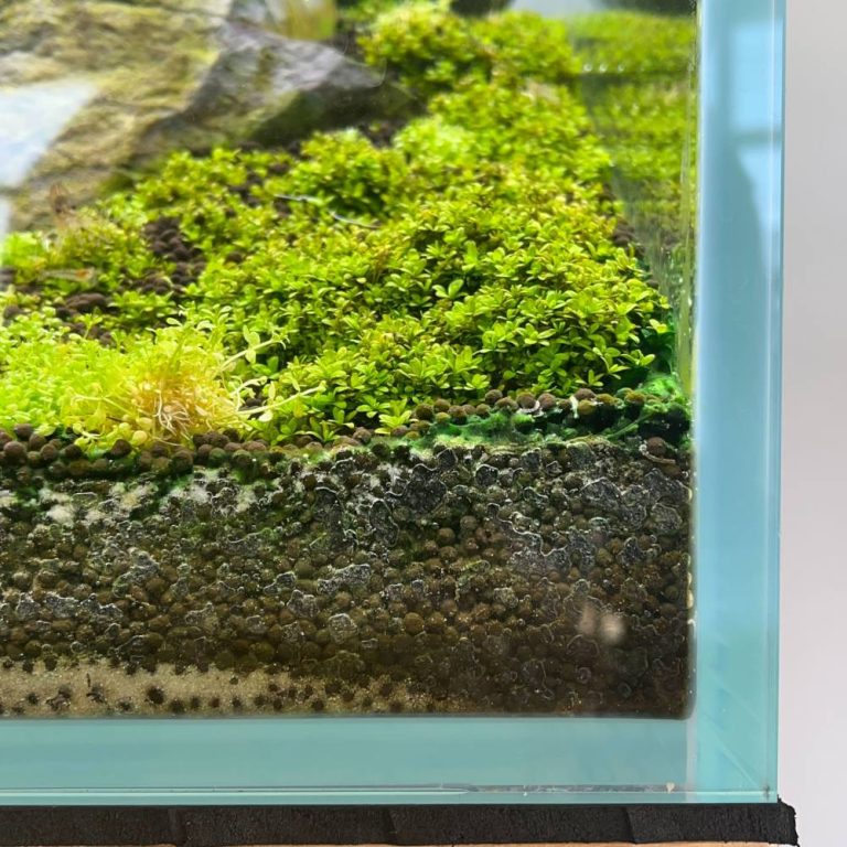 臭い！水槽を覆うドロドロ藍藻の除去と対策 | AQUALASSIC