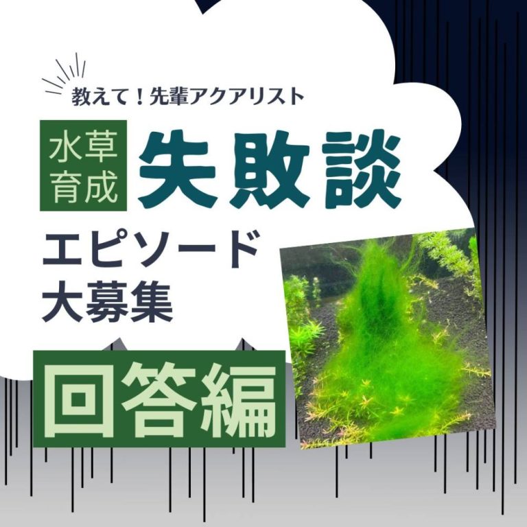 ゼロから解説！マリモの育て方と相性の良い生き物 | AQUALASSIC