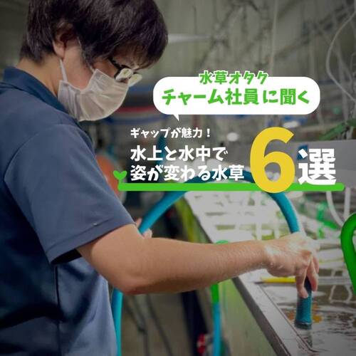 ゼロから解説！マリモの育て方と相性の良い生き物 | AQUALASSIC