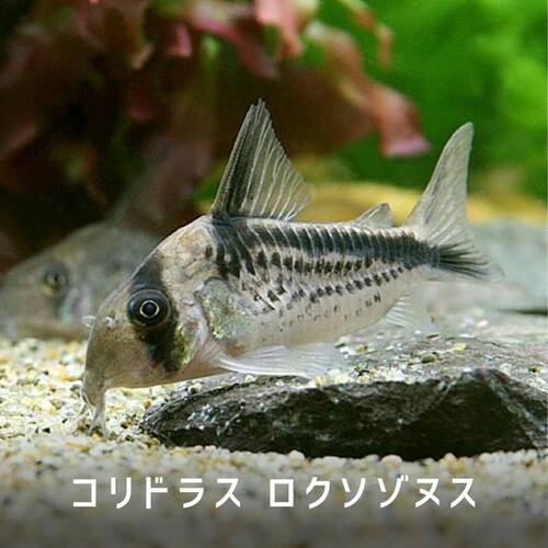 AQUALASSIC（アクアラシック） | ページ 7