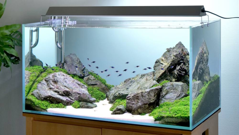 教えて先輩アクアリスト！水草育成の失敗談 回答編 | AQUALASSIC