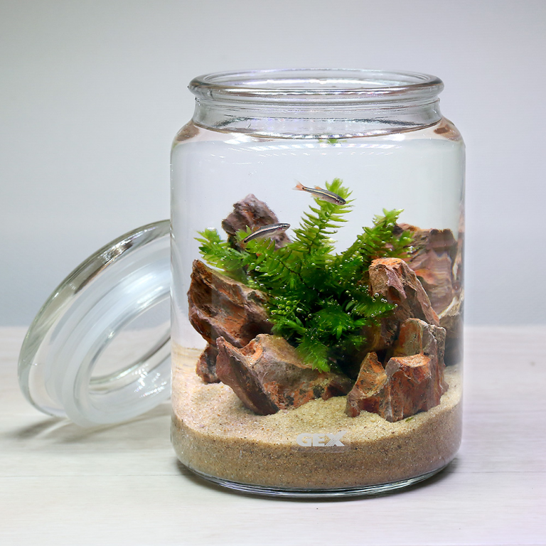 アカヒレを飼育してみよう！コップで飼えるって本当？ | AQUALASSIC