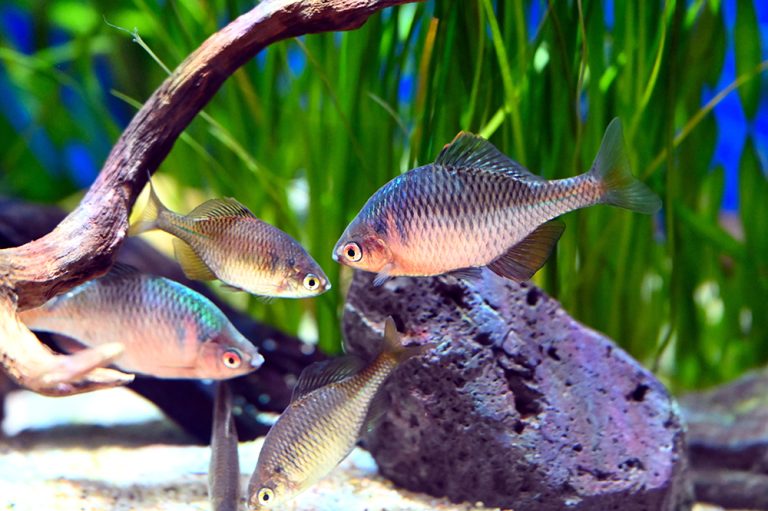 タナゴの世界 | AQUALASSIC