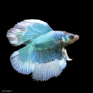 5分でわかる！ヒレの形状別・ベタの定番品種の特徴＜ベタの教室2限目＞ | AQUALASSIC