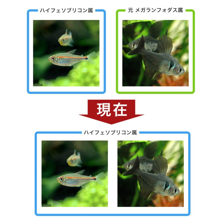 細かなラメが輝く！ハイフェソブリコン特集＜珍カラ編＞ | AQUALASSIC