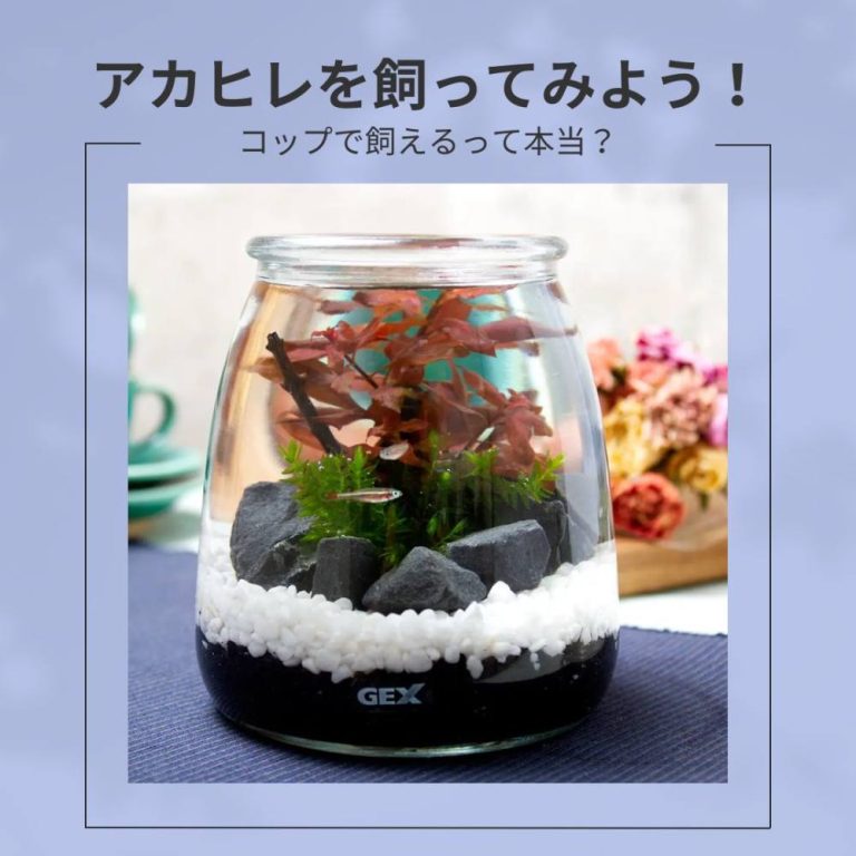 アカヒレを飼育してみよう！コップで飼えるって本当？ | AQUALASSIC