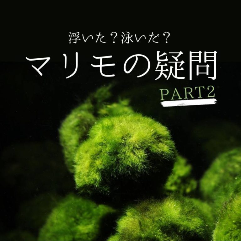 ゼロから解説！マリモの育て方と相性の良い生き物 | AQUALASSIC