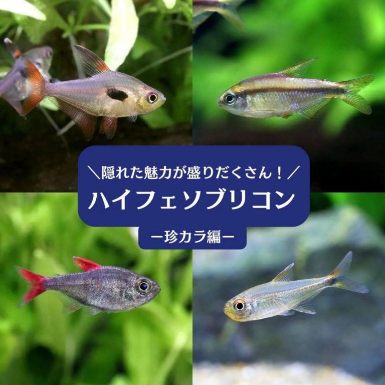 細かなラメが輝く！ハイフェソブリコン特集＜珍カラ編＞ | AQUALASSIC