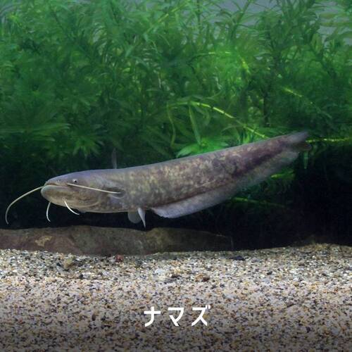 ナマズの飼い方 | AQUALASSIC