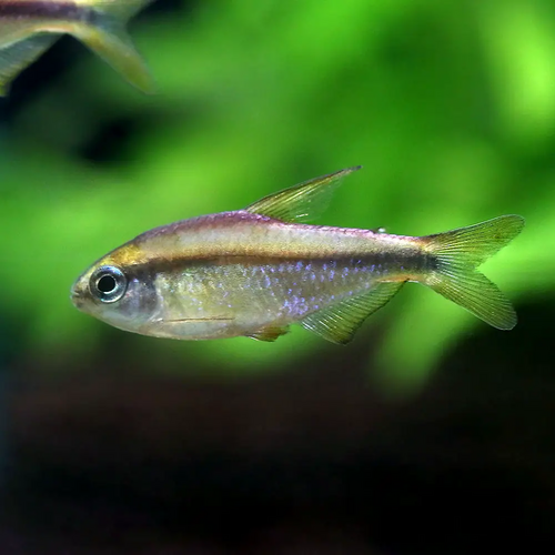 細かなラメが輝く！ハイフェソブリコン特集＜珍カラ編＞ | AQUALASSIC