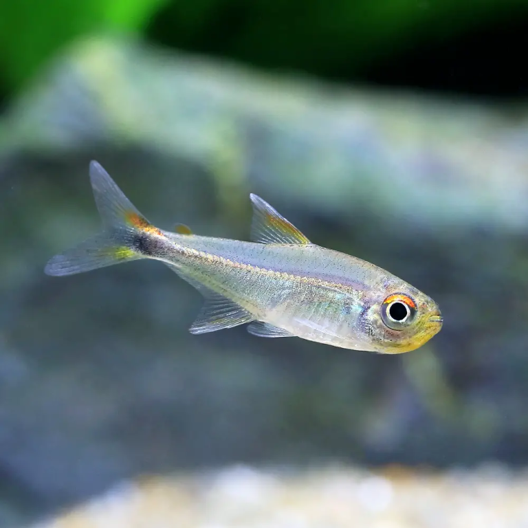 細かなラメが輝く！ハイフェソブリコン特集＜珍カラ編＞ | AQUALASSIC