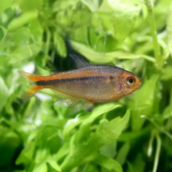 細かなラメが輝く！ハイフェソブリコン特集＜珍カラ編＞ | AQUALASSIC