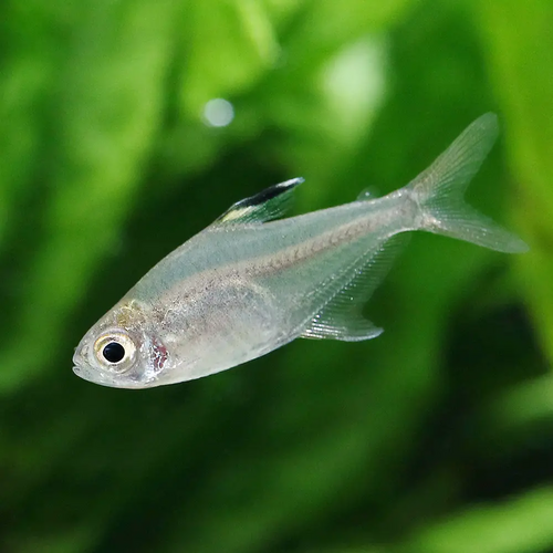 細かなラメが輝く！ハイフェソブリコン特集＜珍カラ編＞ | AQUALASSIC