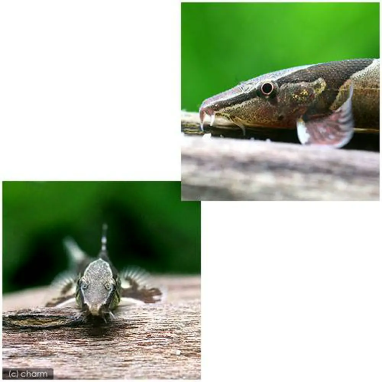 チャームで発見！隠れた魅力を持つナニコレ熱帯魚 | AQUALASSIC