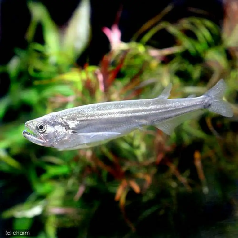 チャームで発見！隠れた魅力を持つナニコレ熱帯魚 | AQUALASSIC