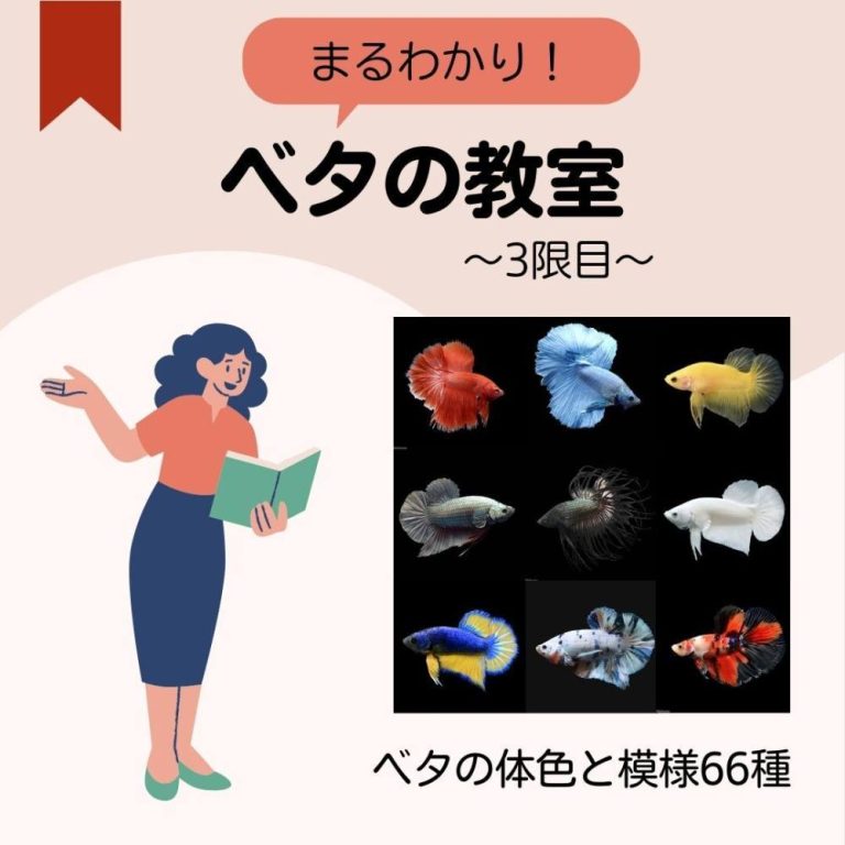 5分でわかる！症状から判別できるベタの病気＜ベタの教室5限目＞ | AQUALASSIC