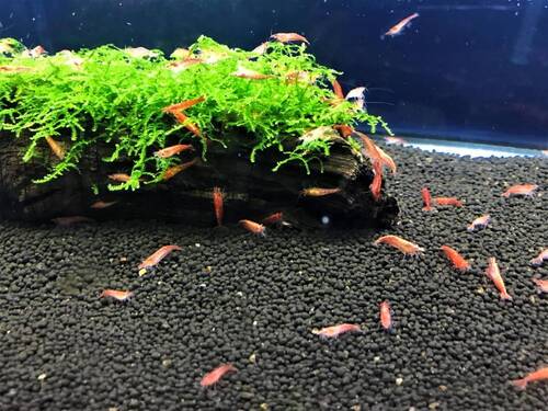 ソイルの交換はしなくてもいいって本当？ | AQUALASSIC