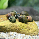 魚って眠るの？ | AQUALASSIC