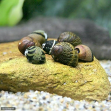 魚って眠るの？ | AQUALASSIC